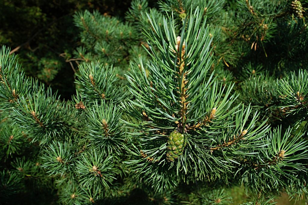Alfalfa: What It Is, How We Use It – Ashtree Wildcrafting